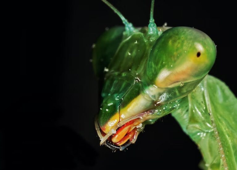 La Mantis Religiosa – Animales Salvajes