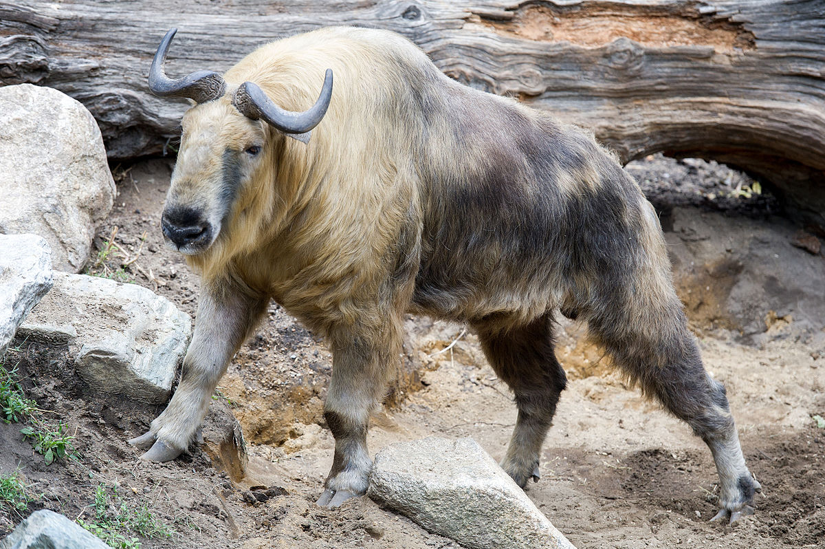 El Takin: Un Gigante de los Himalayas – Animales Salvajes
