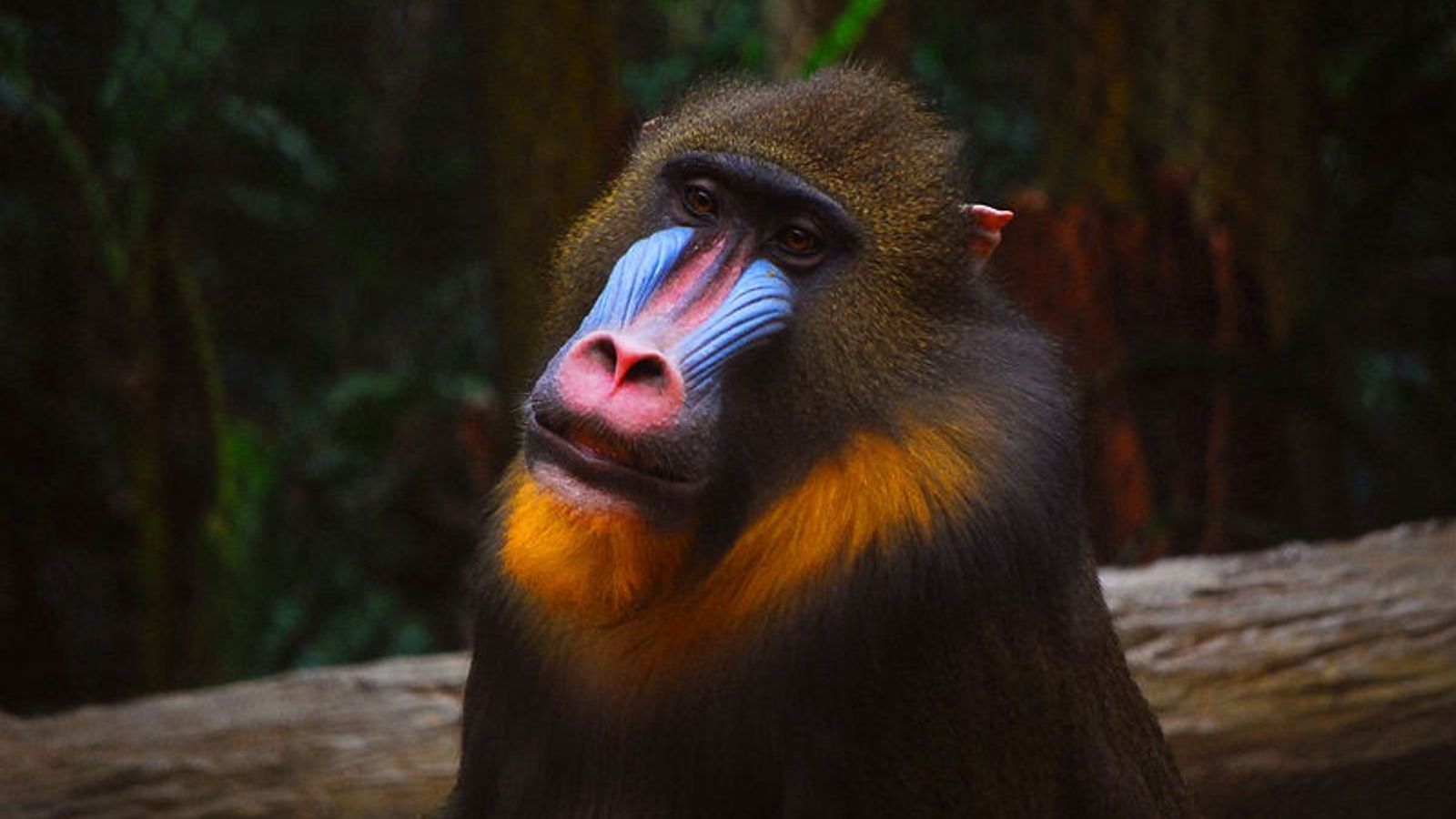 Los Mandriles: Los Primates Más Coloridos del Mundo – Animales Salvajes